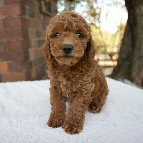 Kona Miniature Poodle | Hidden Acres Puppies 712