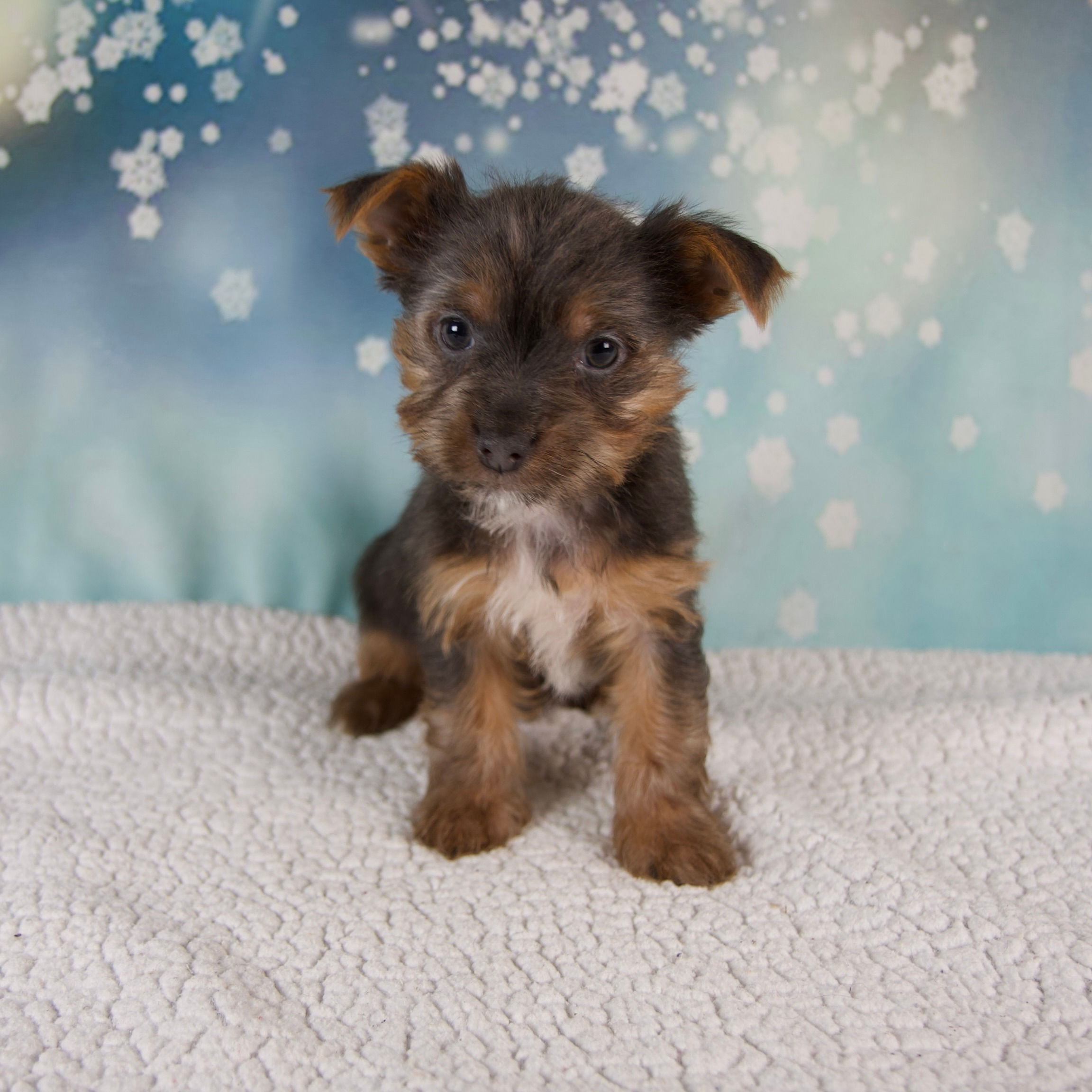 Kollin Yorkie | Hidden Acres Puppies 712