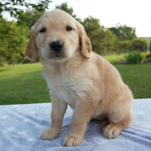 Bailey Golden Retriever | Hidden Acres Puppies 712