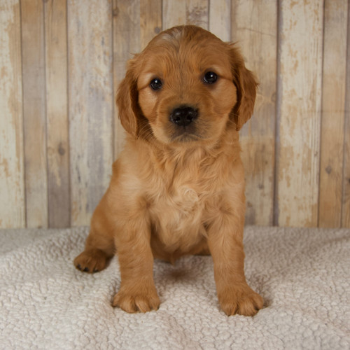 Ethan Mini Golden | Hidden Acres Farm