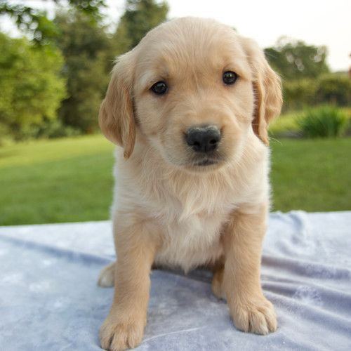 Becca Golden Retriever | Hidden Acres Puppies 712