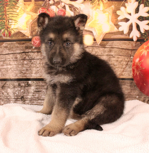 Archie German Shepherd | Hidden Acres Farm