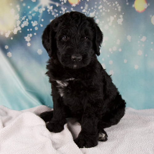 Blake Schnoodle | Hidden Acres Puppies 712