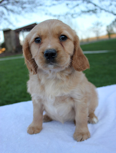 Rhea | Hidden Acres Farm