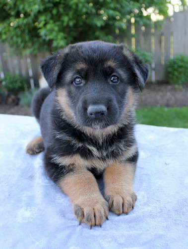 Neo | Hidden Acres Puppies 712