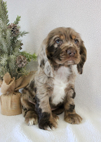 Barney | Hidden Acres Puppies 712