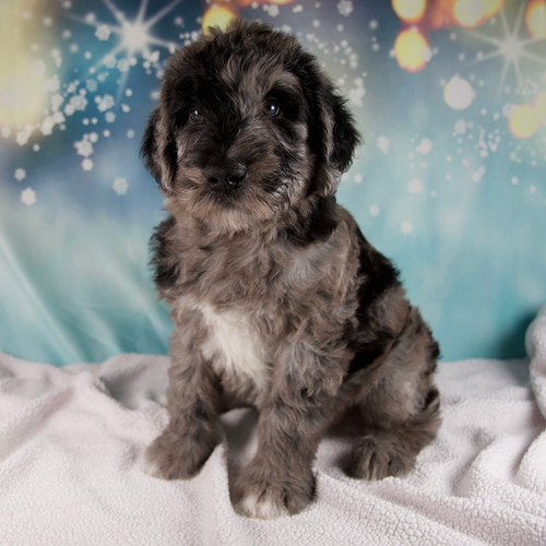 Benson Schnoodle | Hidden Acres Puppies 712