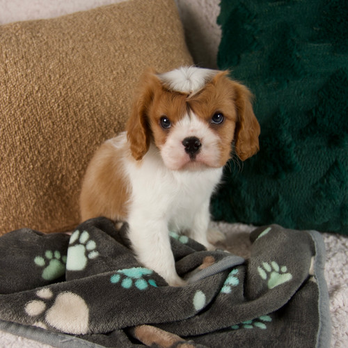 Archie Cavalier King Charles Spaniel | Hidden Acres Puppies 712