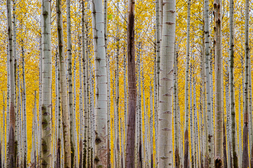 Fall Forward | BC Photography