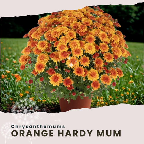 8" Orange Hardy Mum (Stage 1 Buds Not Flower) | waterflowmiami