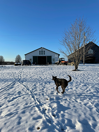 Gallery & Merch | TrueBlue Farm