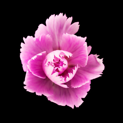 SEDNA large flower photography | Toolip Art Gallery