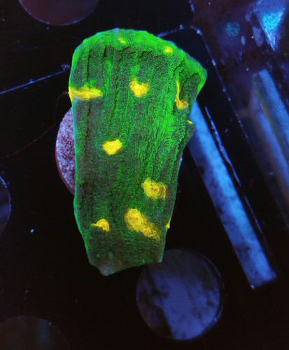 Chalice Space Invader | The Fish Shop Corals