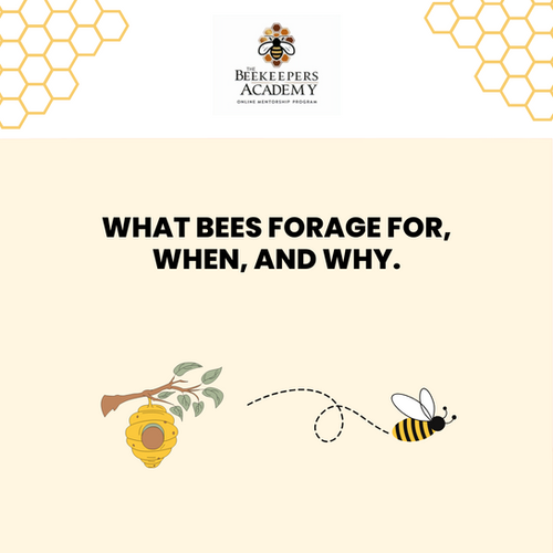 What bees forage for, when, and why | TheBeekeepersAcademy