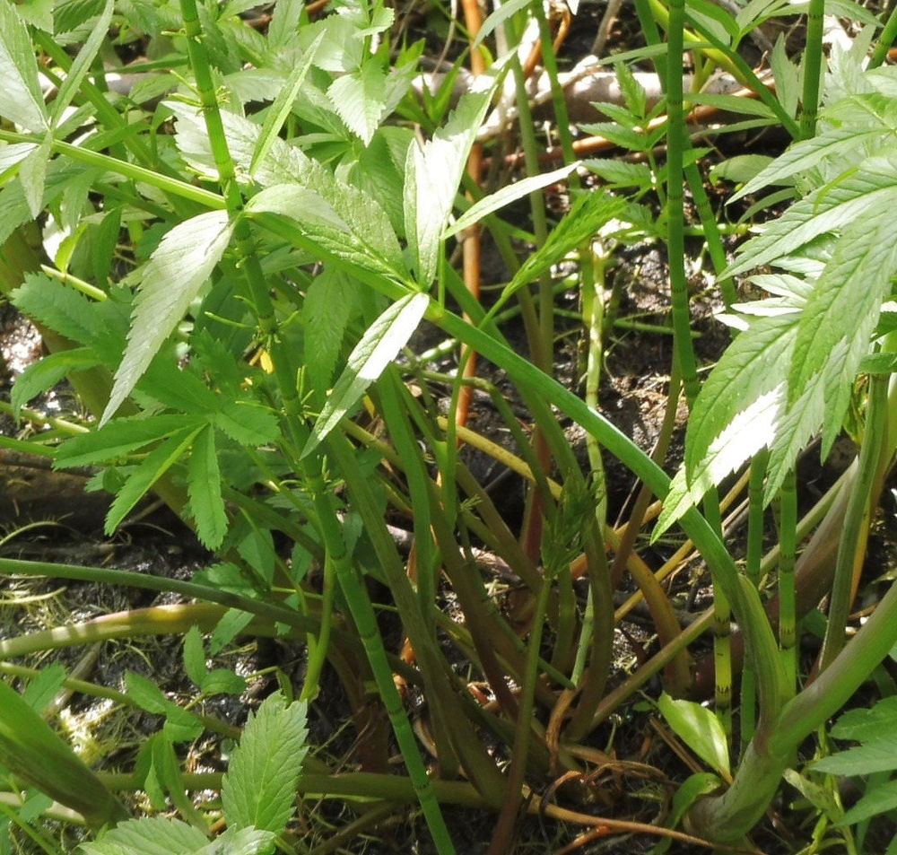 Watch out for deadly water hemlock