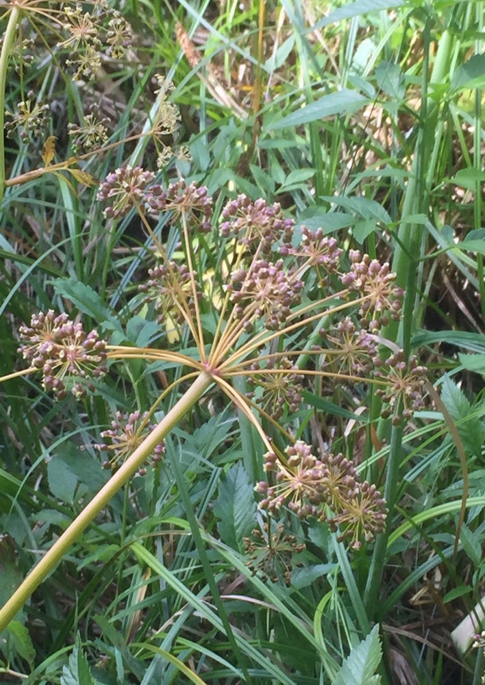 Watch out for deadly water hemlock