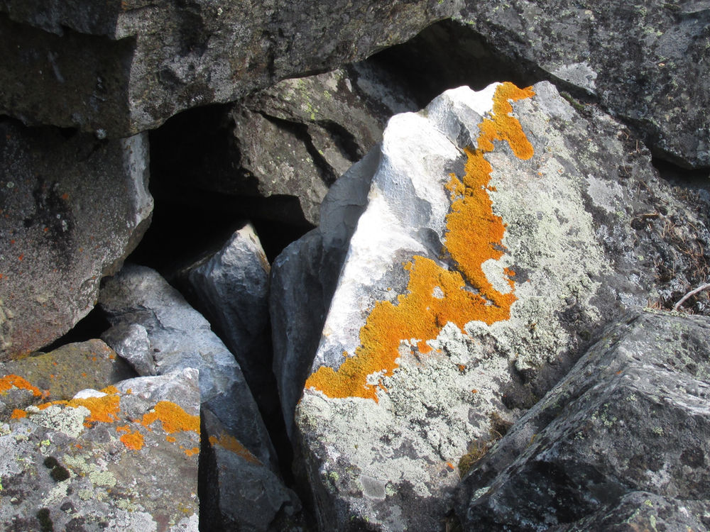 Keep an eye out for the North American pika