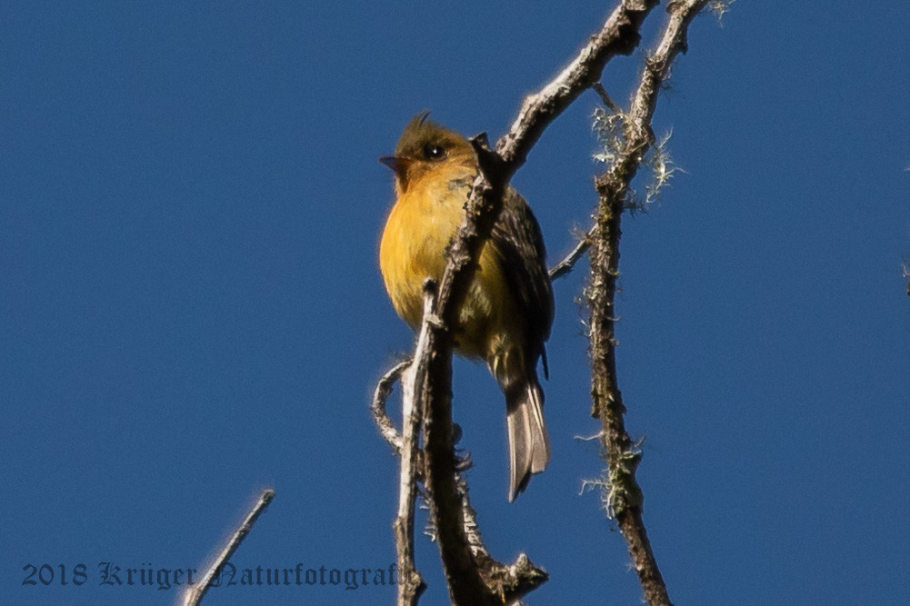 Tufted Flycatcher