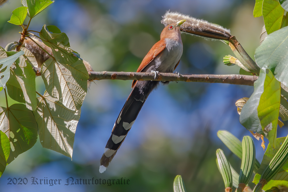 Squirrel Cuckoo