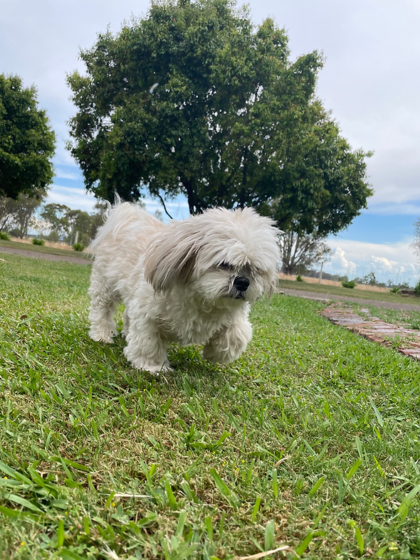 Murphys Pet Supplies | Donut Dog Bed