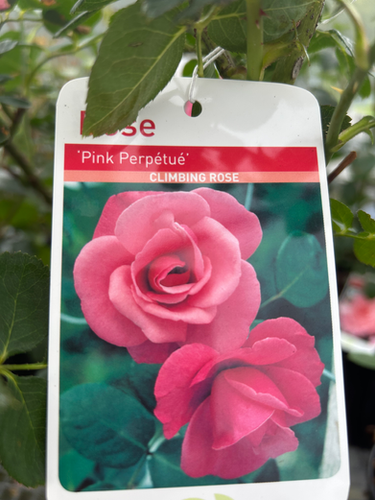 Climbing rose pink perpetue 4 litre pot | Miablooms
