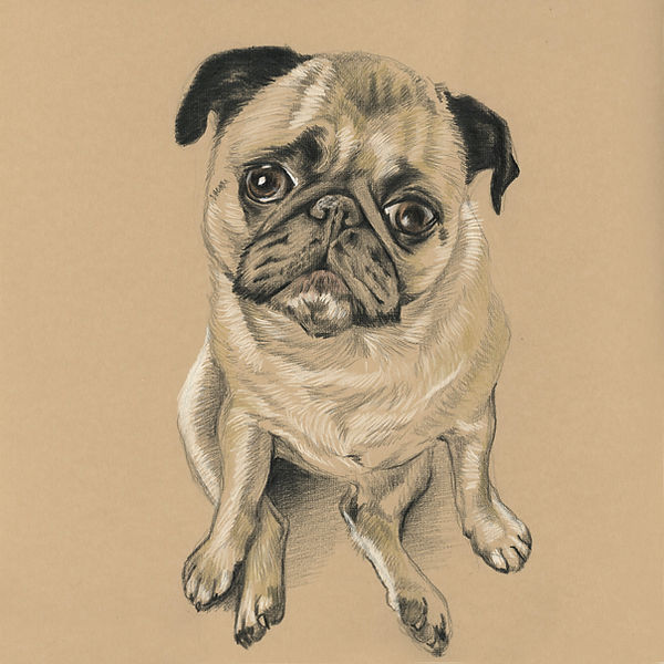 Pet Portraits | Drawings