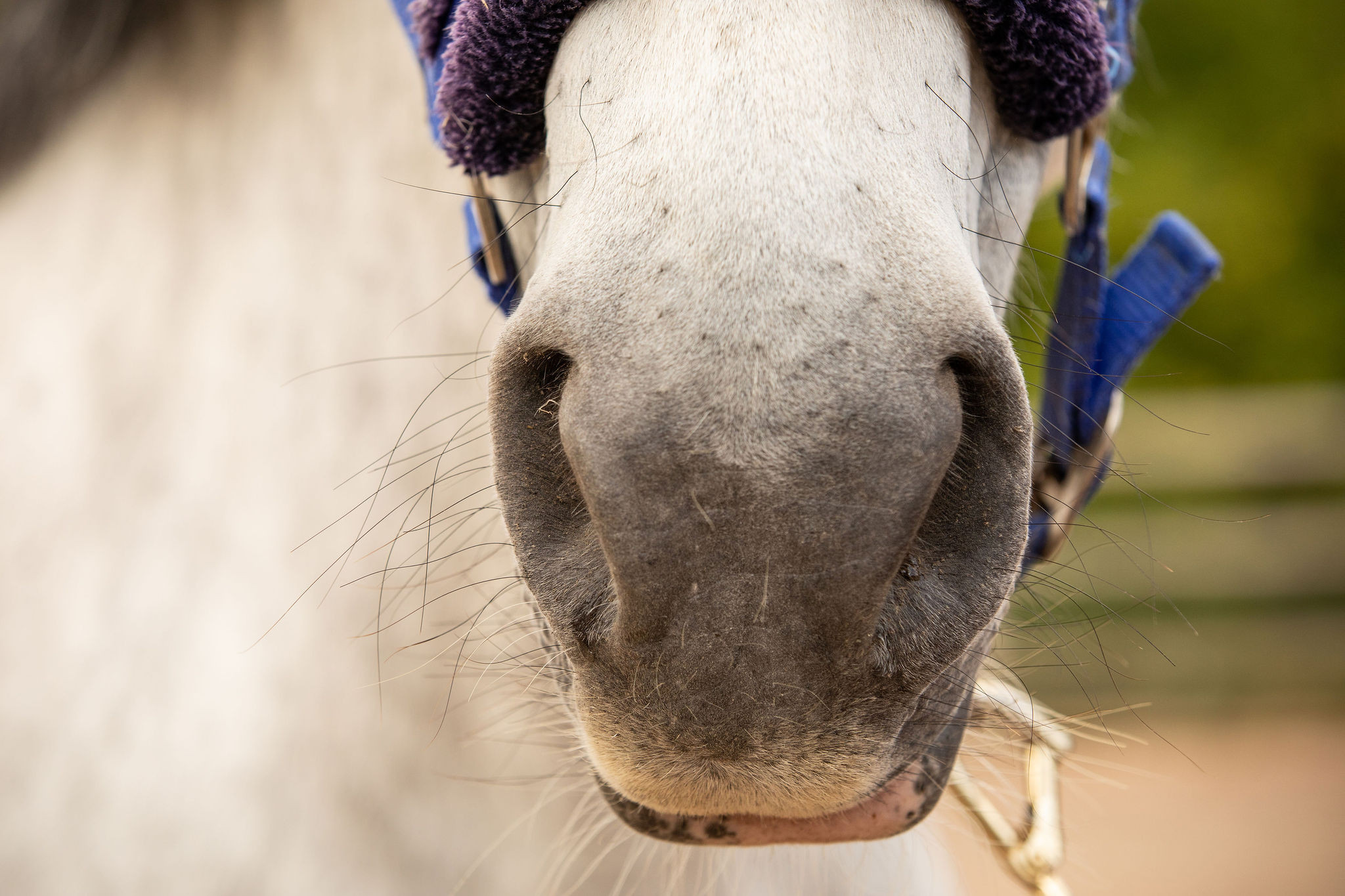 Using a Spacer Device for your Horse
