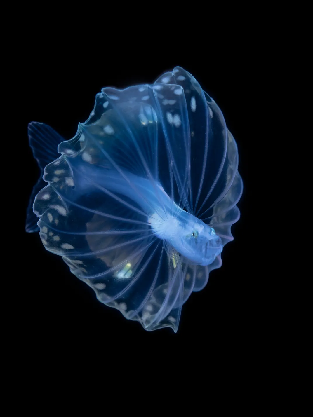 Theme choosing | I Light