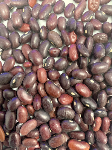 Red Kidney Beans | Roots Gloucester