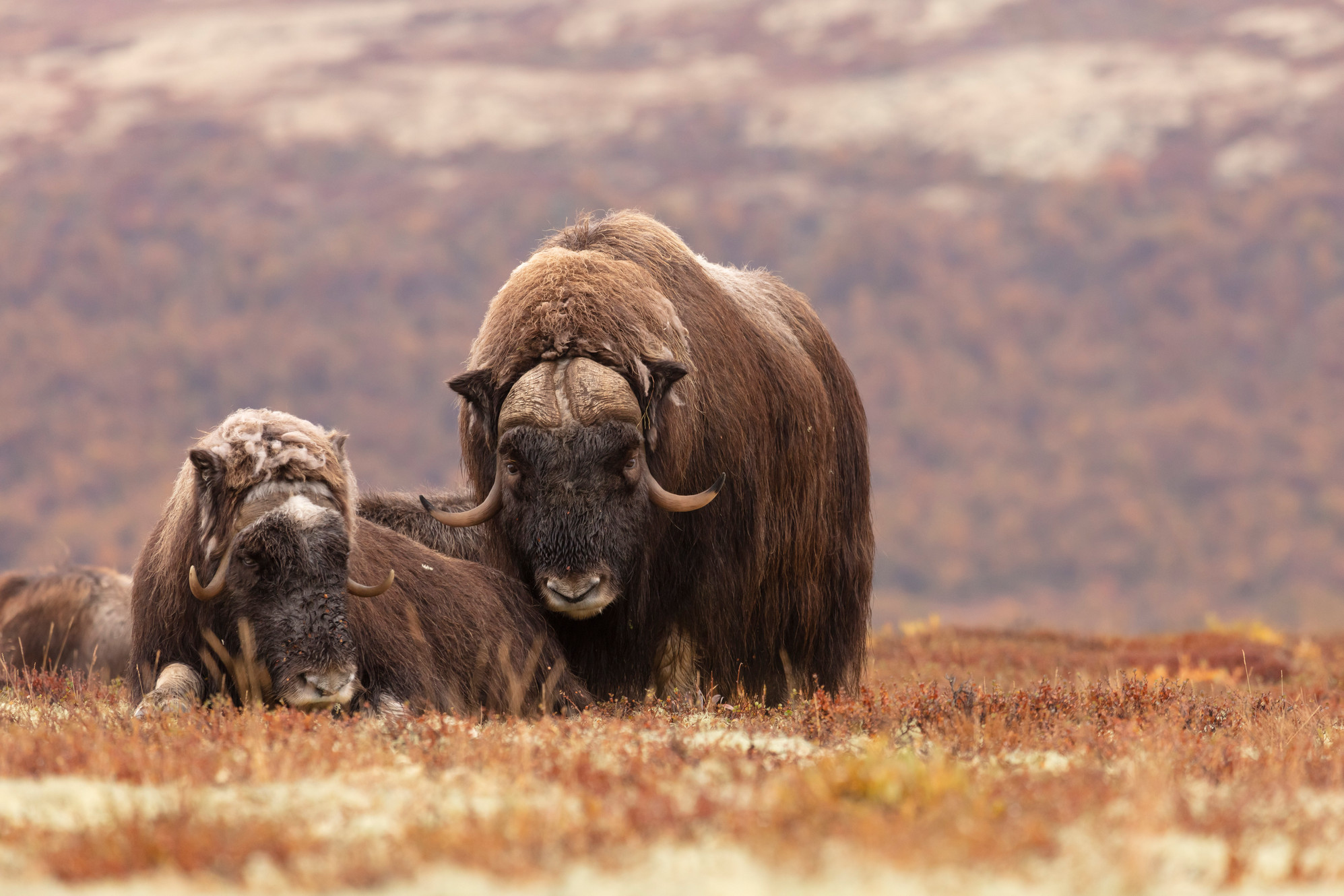 CAPE MALAY | Terry Blanche Photography | Cape Town