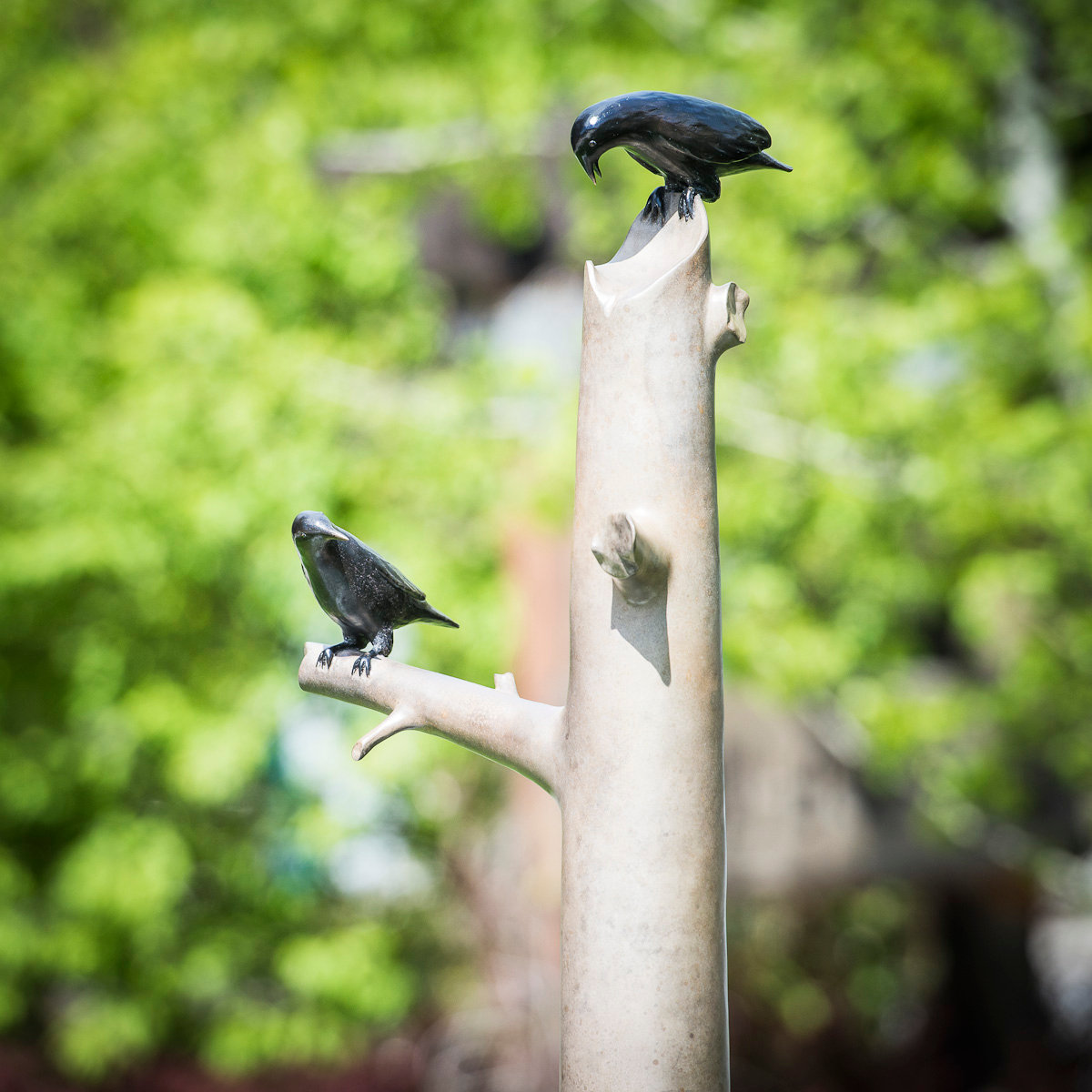 Talking Crows