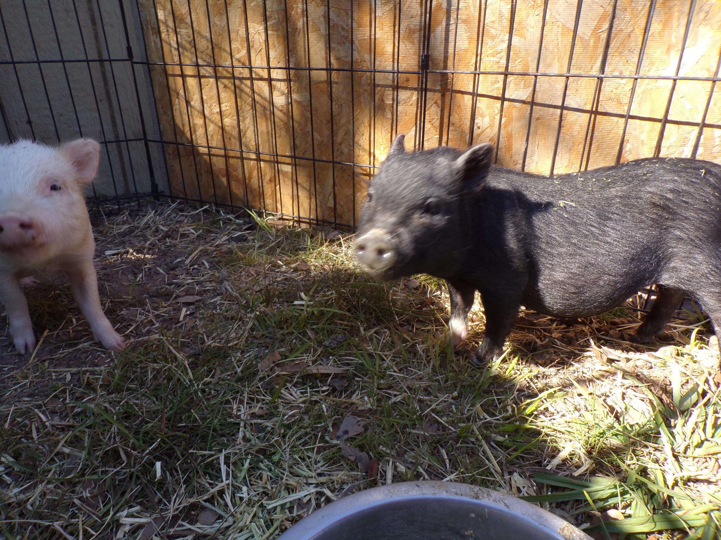 Crooked Pine Ranch | Mini Pigs