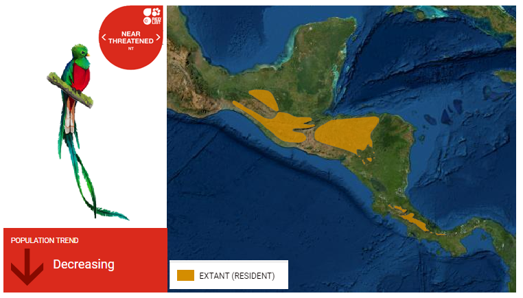 El Quetzal: el ave resplandeciente y emblemática de Centroamérica