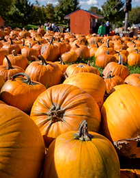 Howells Farm | Farm attractions in Fonthill, Ontario