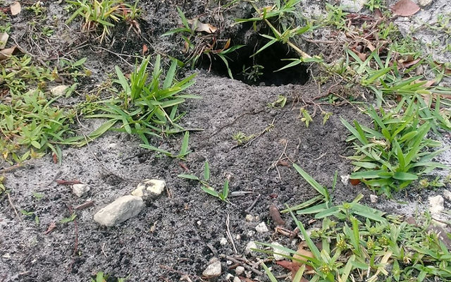 Do Iguanas Dig Holes? - ReptileStartUp.com Do Iguanas Dig Holes? - ReptileStartUp.com