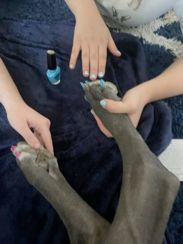 Can a dog get a manicure??