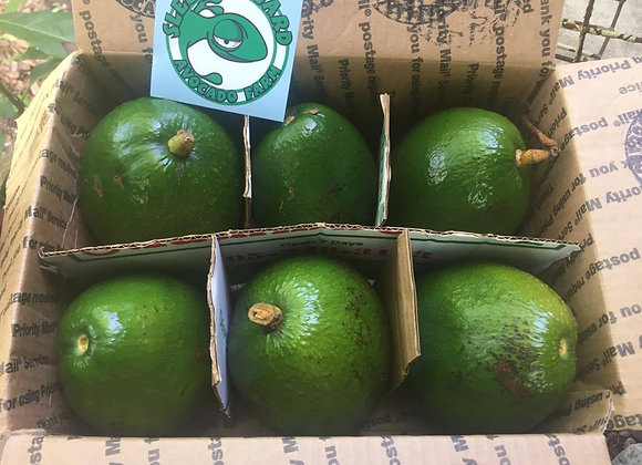 Box of Florida Avocados 8-10lbs (free shipping) | sleepylizard