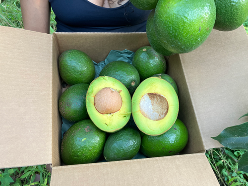 Booth 8 Avocado Box | sleepylizard