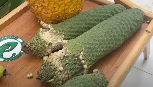 Monstera Fruit 3 pack | sleepylizard