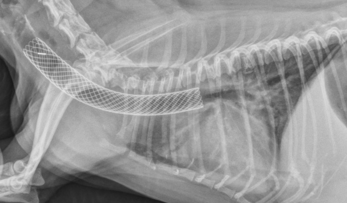Tracheal stent placement | Galvao Otoni INTERNALMEDICINE @ VCA ...