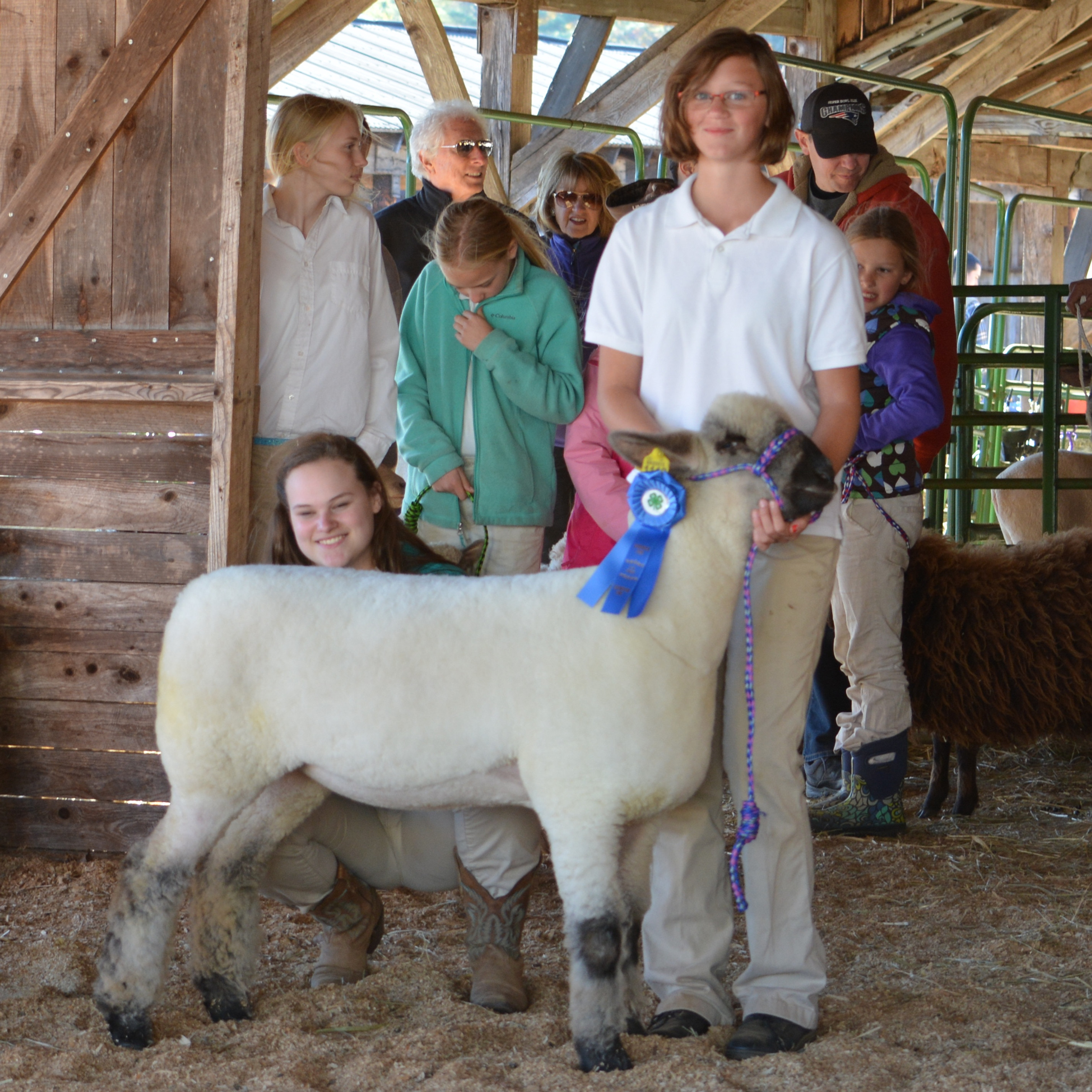 4 - H Sheep Show