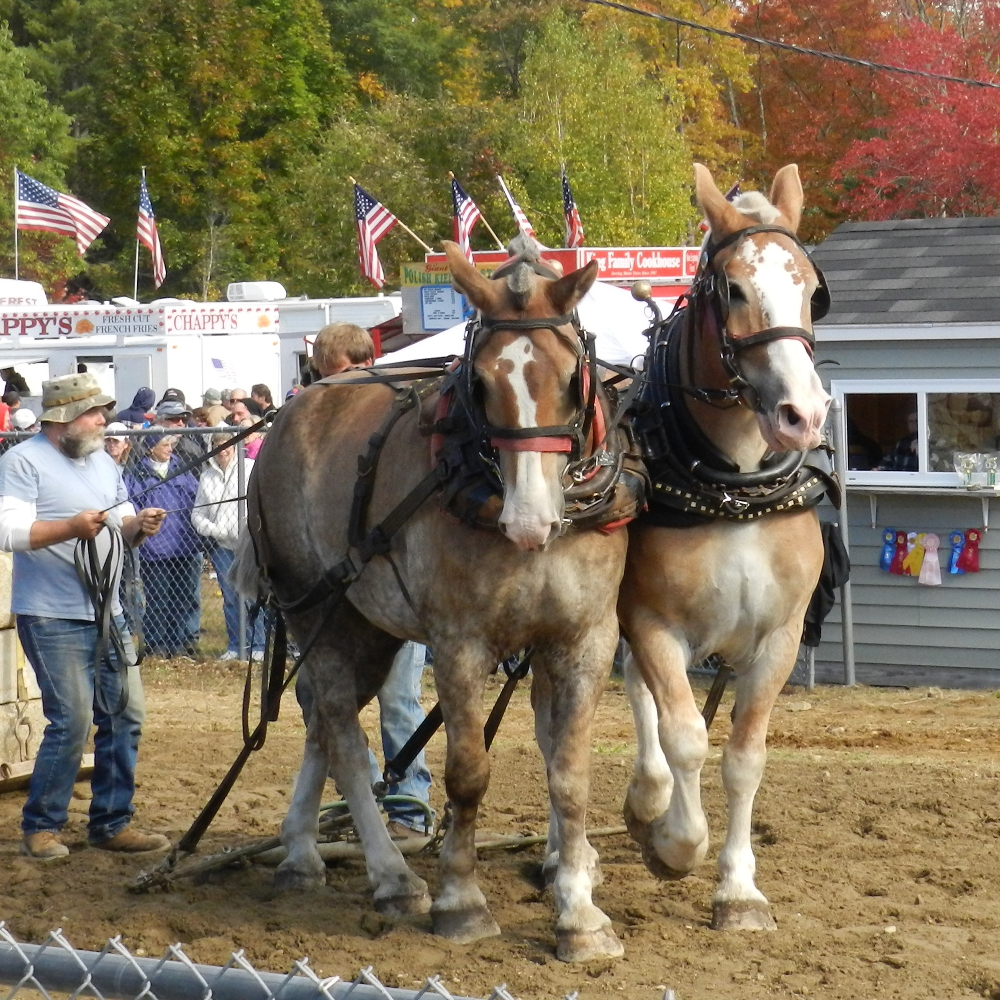 Draft Horse - Mule
