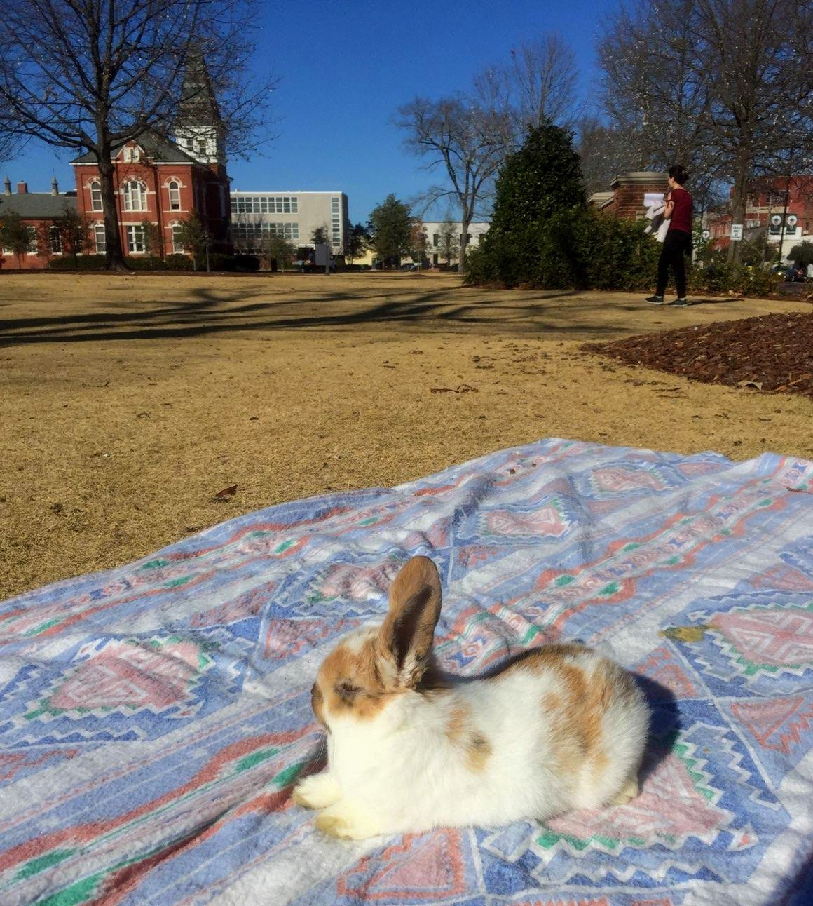 Spring Hill Rabbits in Georgia - Available Breeds