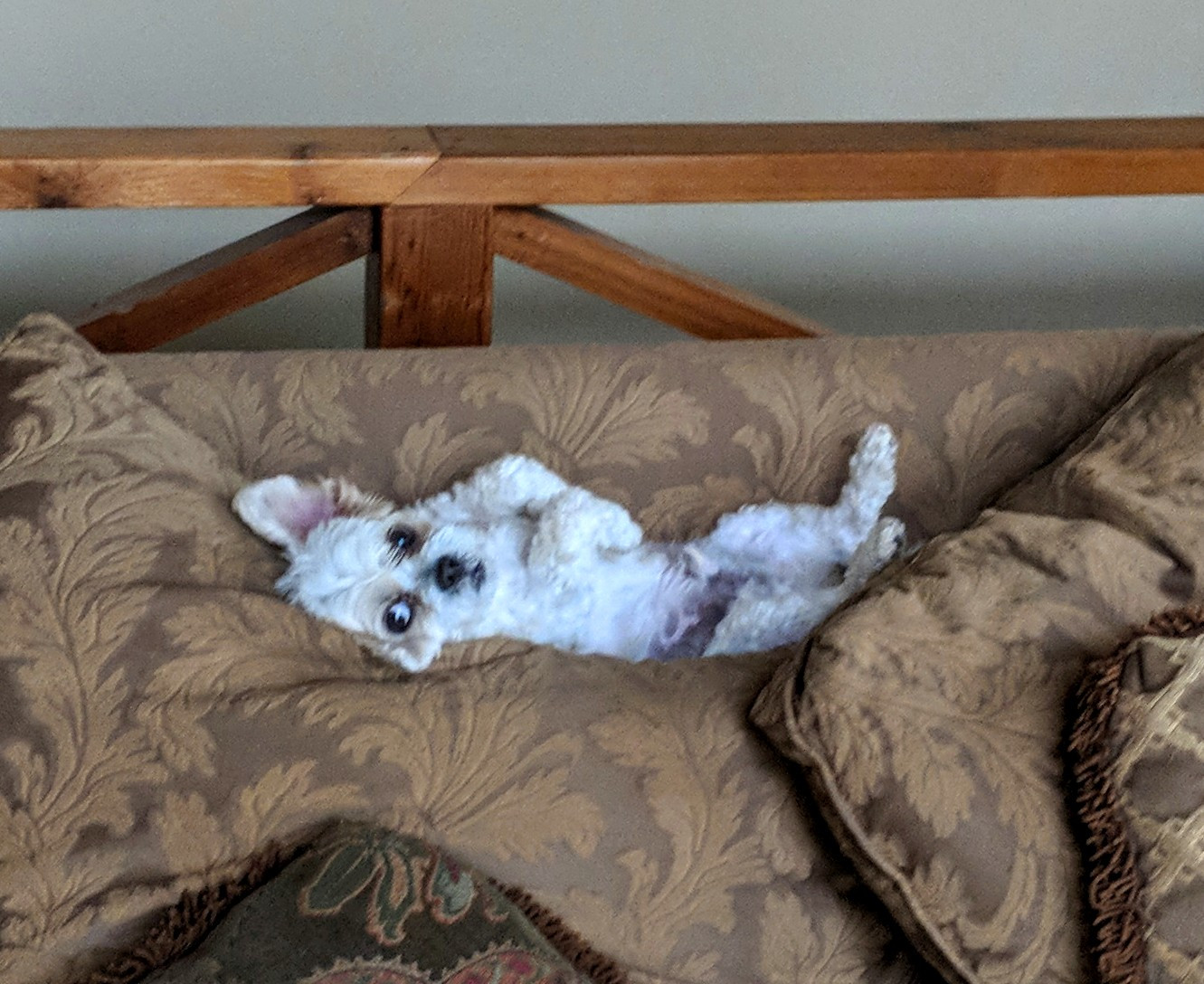 Spring Hill Rabbits in Georgia - Available Breeds