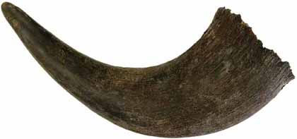 Where do you get the buffalo horns?