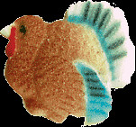 FANCY TURKEY SUGAR | Mysite