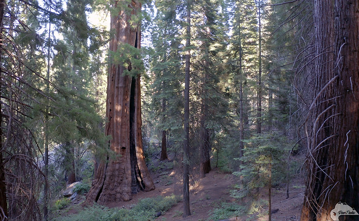 Sequoia National Forest Guide