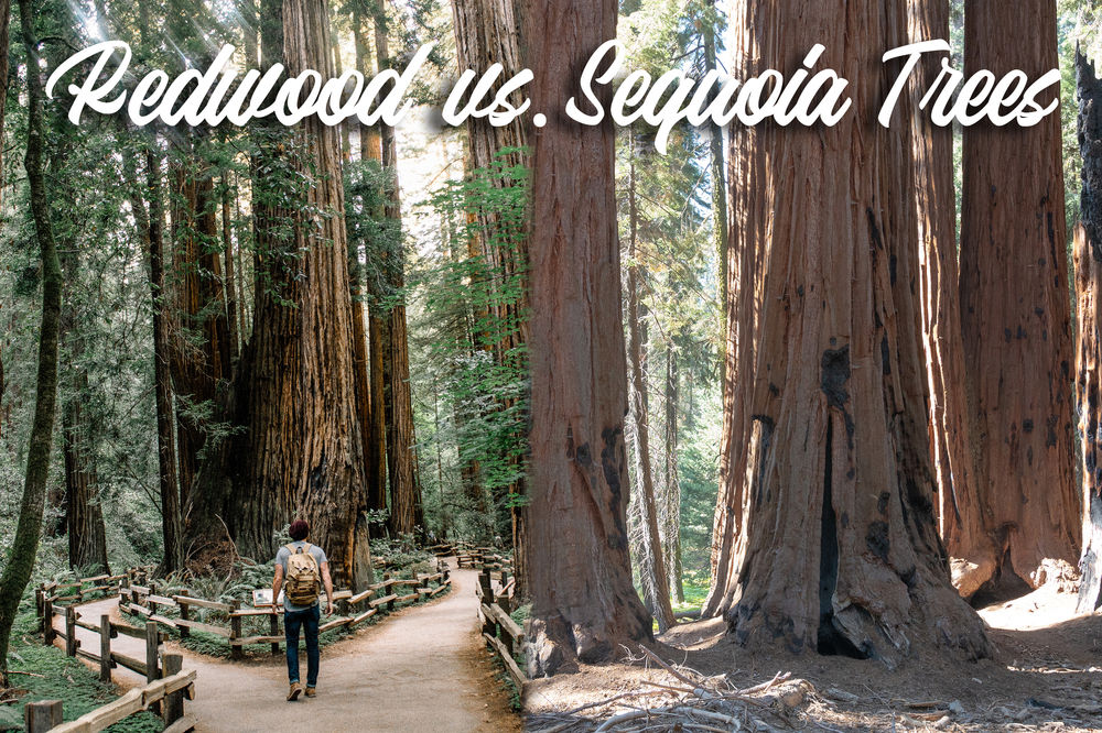 Battle of the Big Trees: Redwood vs. Sequoia
