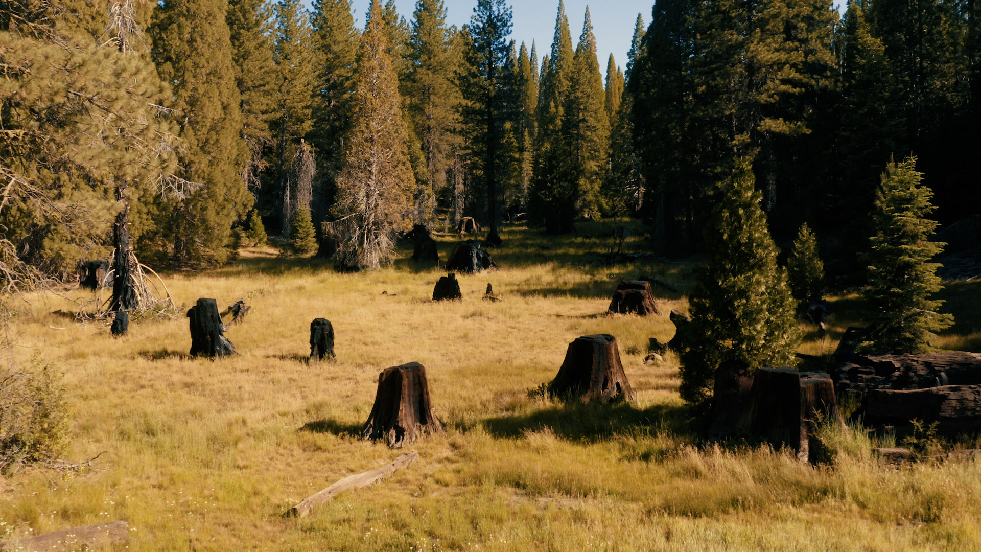 Sequoia National Forest Guide