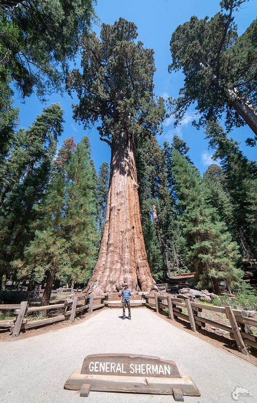 The General Sherman Tree | Sequoia National Park